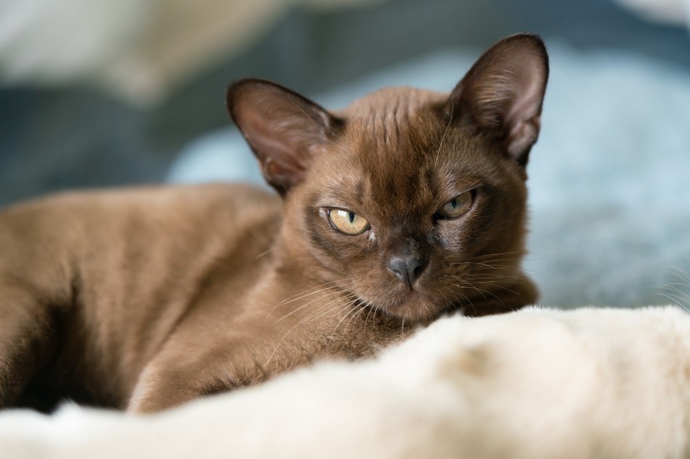 Burmese Cat